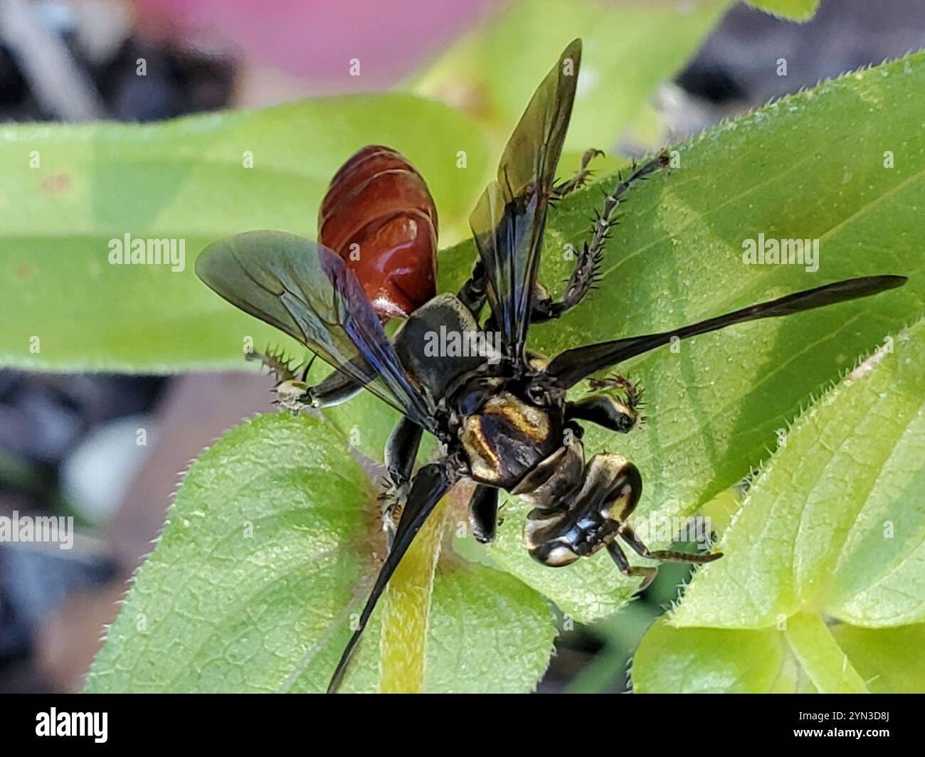 Larra bicolor hi-res stock photography and images - Alamy