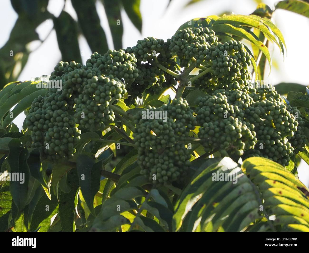 Japanese Prickly Ash (Zanthoxylum ailanthoides Stock Photo - Alamy