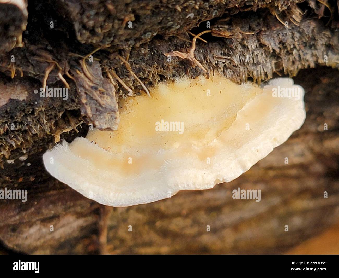 Basidiomycete Fungi (Basidiomycota Stock Photo - Alamy