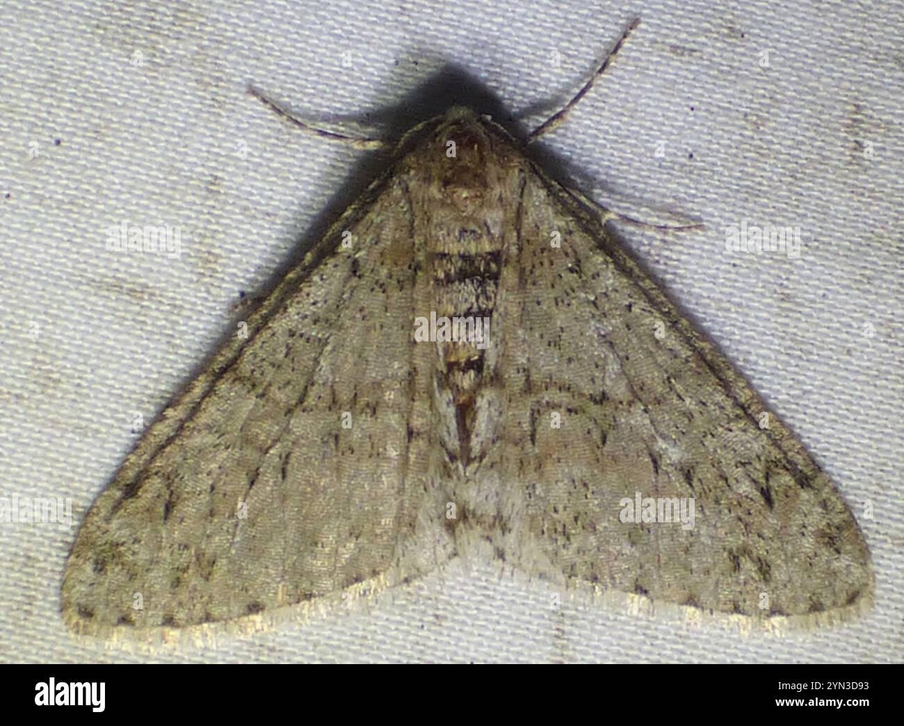 Small Phigalia Moth (Phigalia strigataria Stock Photo - Alamy