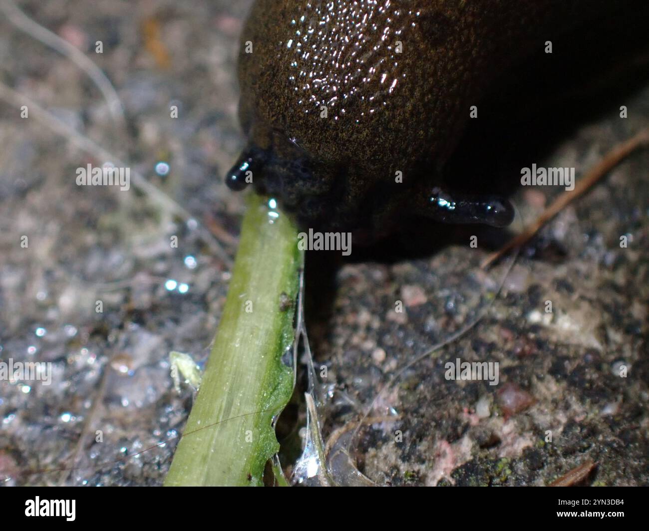 Arion Slugs (Arion Stock Photo - Alamy
