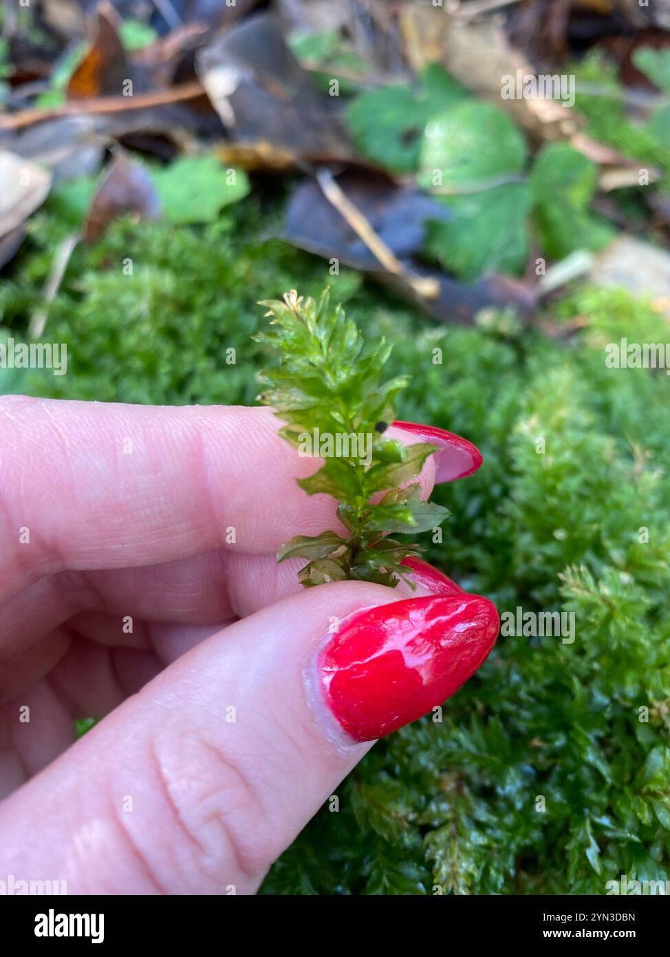 Badge Moss (Plagiomnium insigne Stock Photo - Alamy