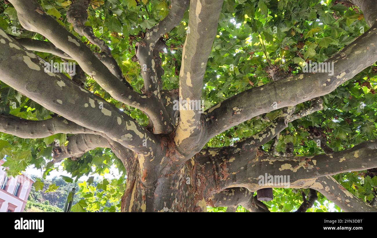 The crown of an old plane tree in the city Stock Photo - Alamy