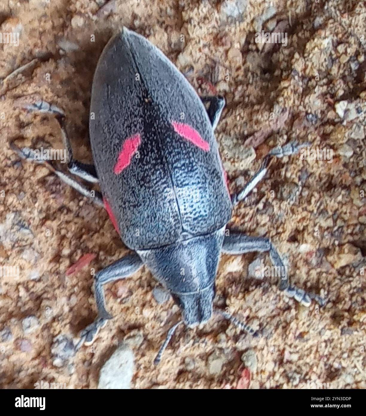 Foppish Weevil (Polyclaeis equestris Stock Photo - Alamy