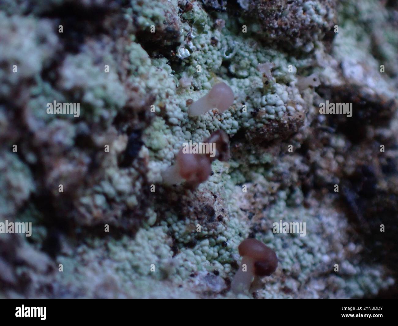 Brown Beret Lichen (Baeomyces rufus Stock Photo - Alamy