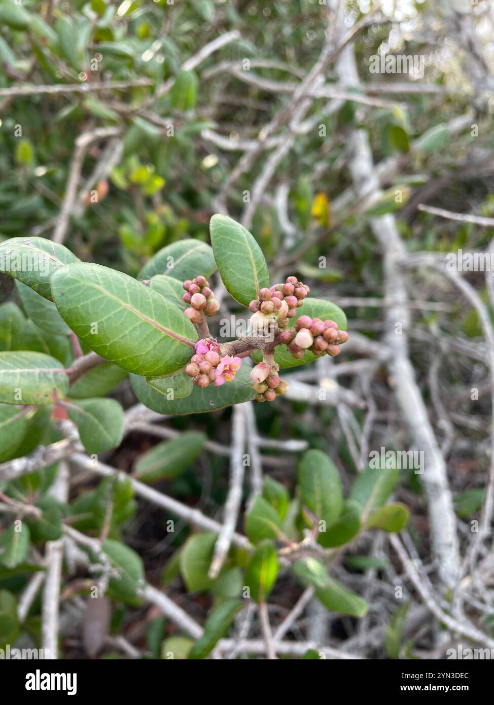 lemonade berry (Rhus integrifolia Stock Photo - Alamy