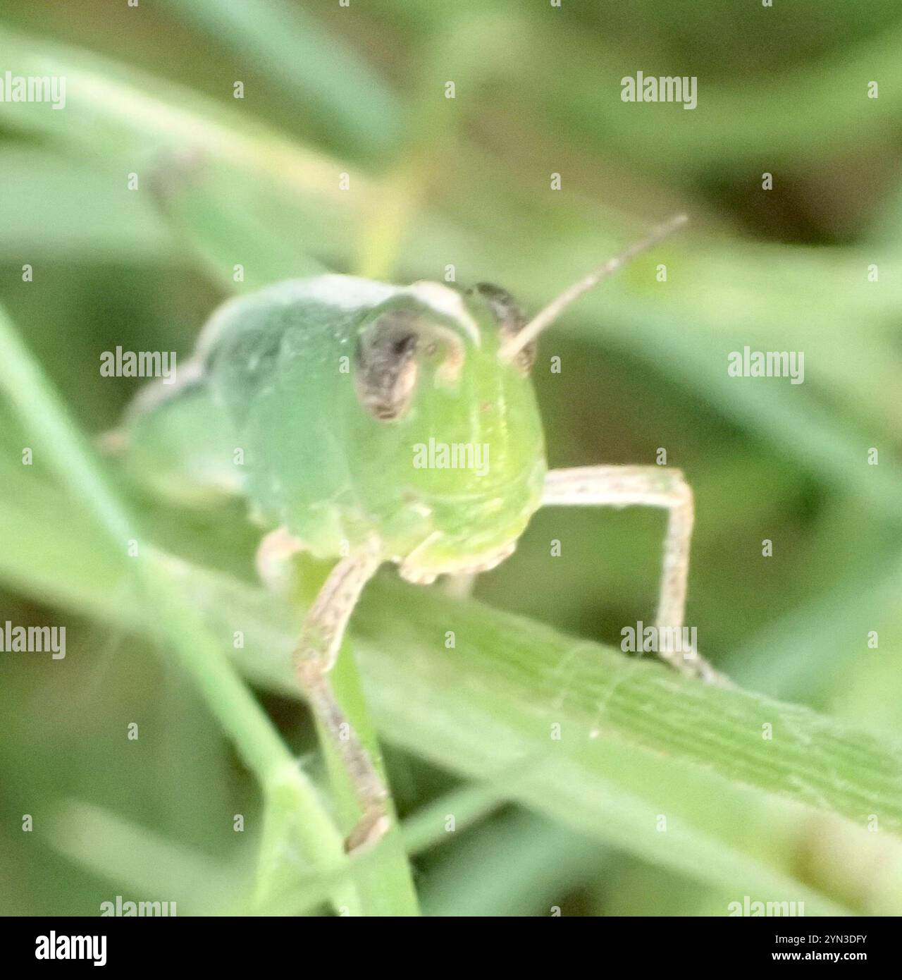 Stridulating Slantface Grasshoppers (Gomphocerinae Stock Photo - Alamy
