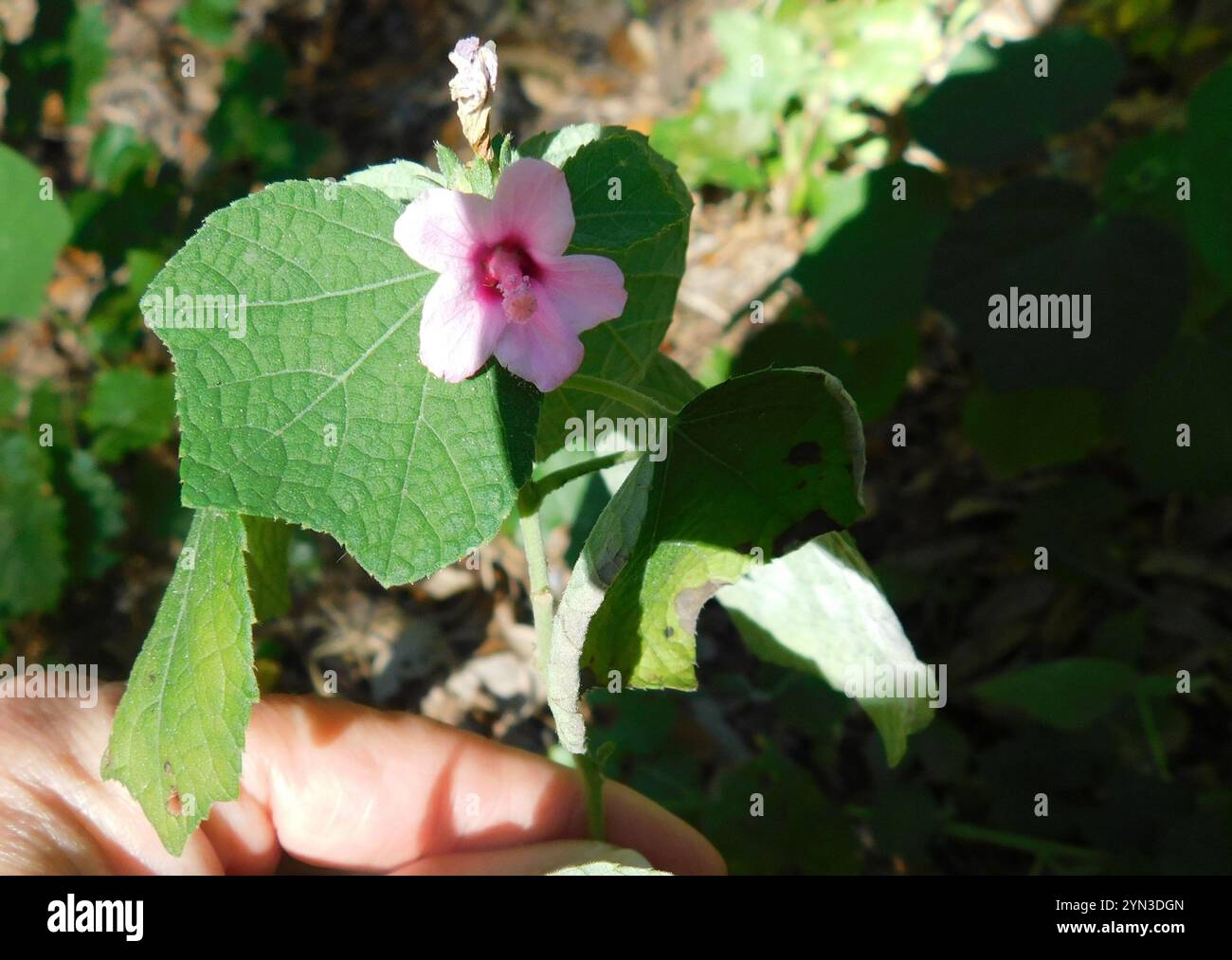 Caesar weed (Urena lobata Stock Photo - Alamy