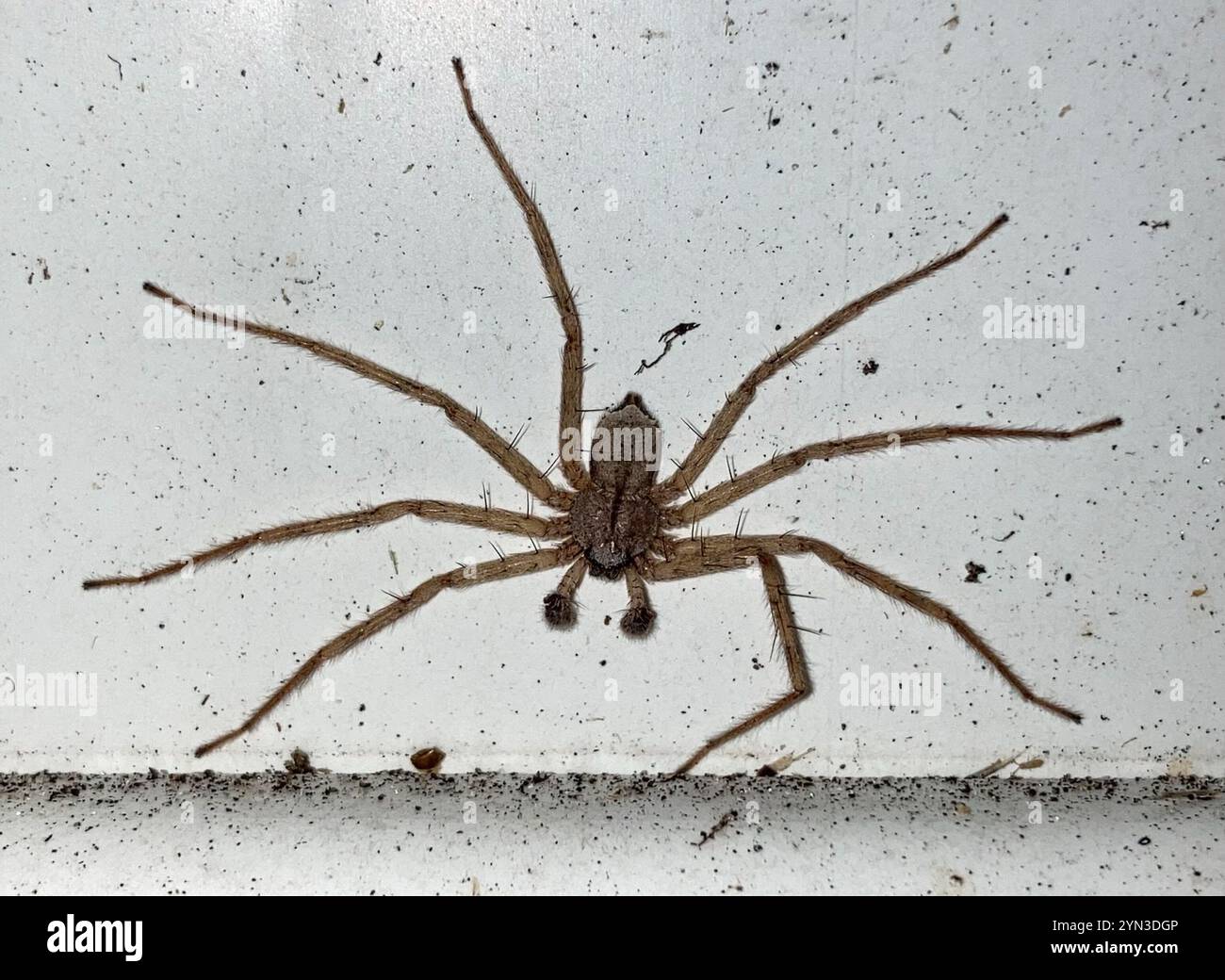 Crescent-eyed Spiders (Selenops Stock Photo - Alamy