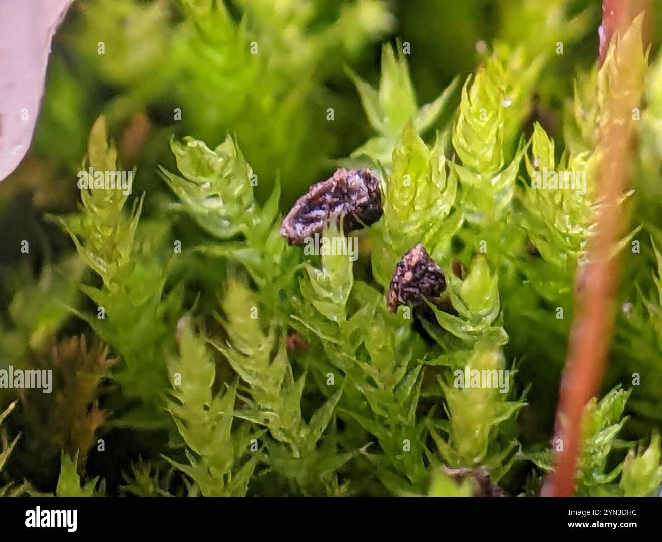creeping feather-moss (Amblystegium serpens Stock Photo - Alamy