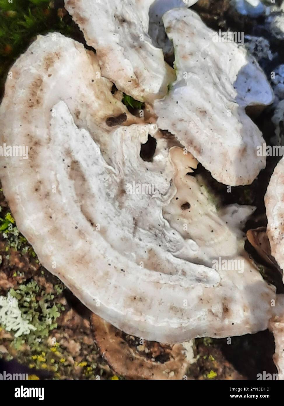 shelf fungi (Polyporales Stock Photo - Alamy