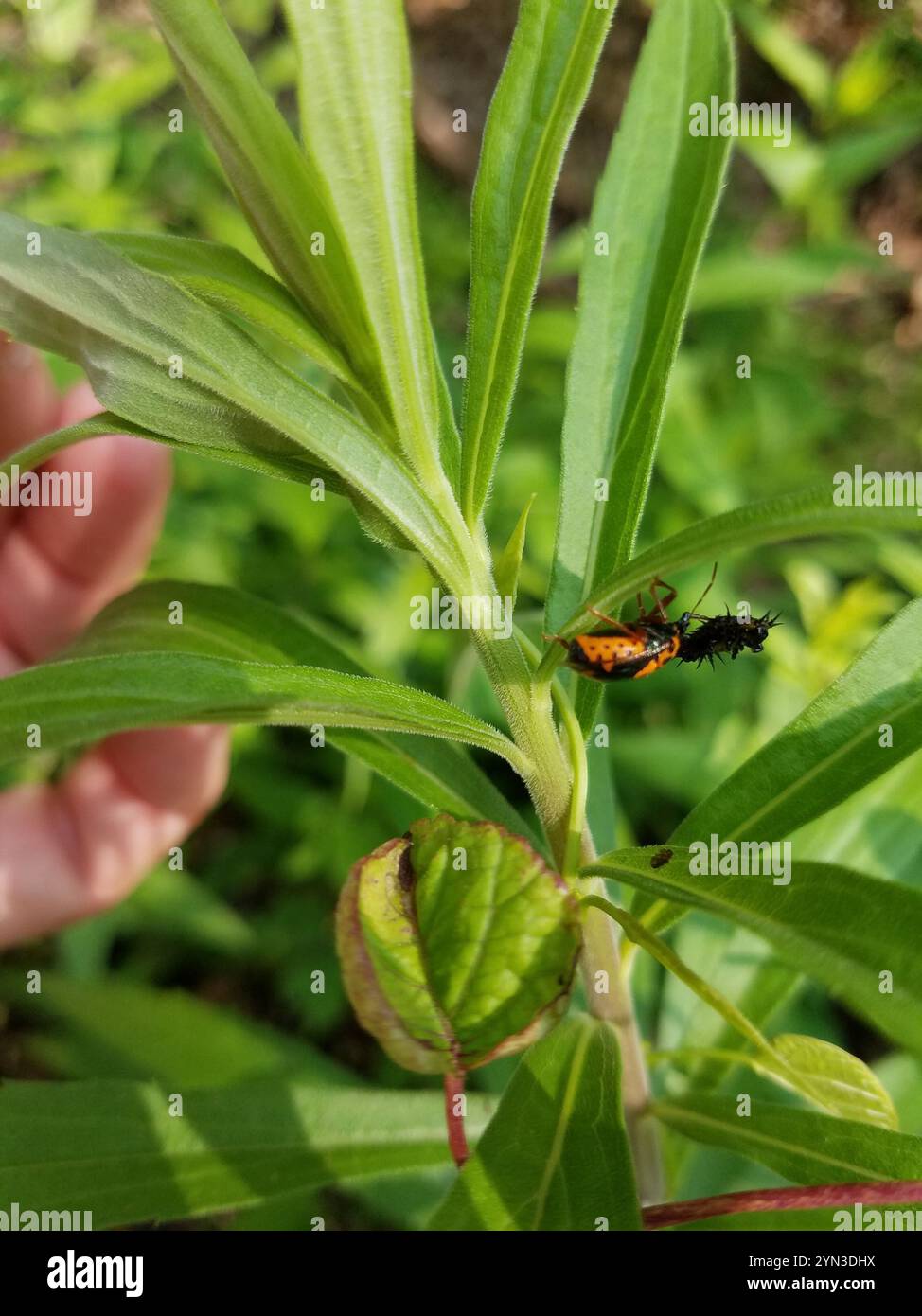Anchor stink bug hi-res stock photography and images - Alamy