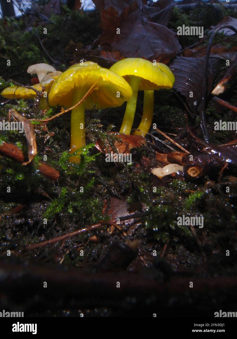 Parrot Mushroom (Gliophorus psittacinus Stock Photo - Alamy