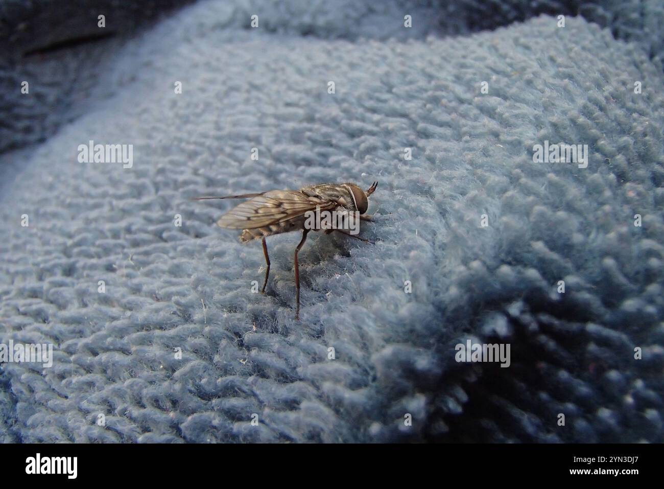 Horse and Deer Flies (Tabanidae Stock Photo - Alamy