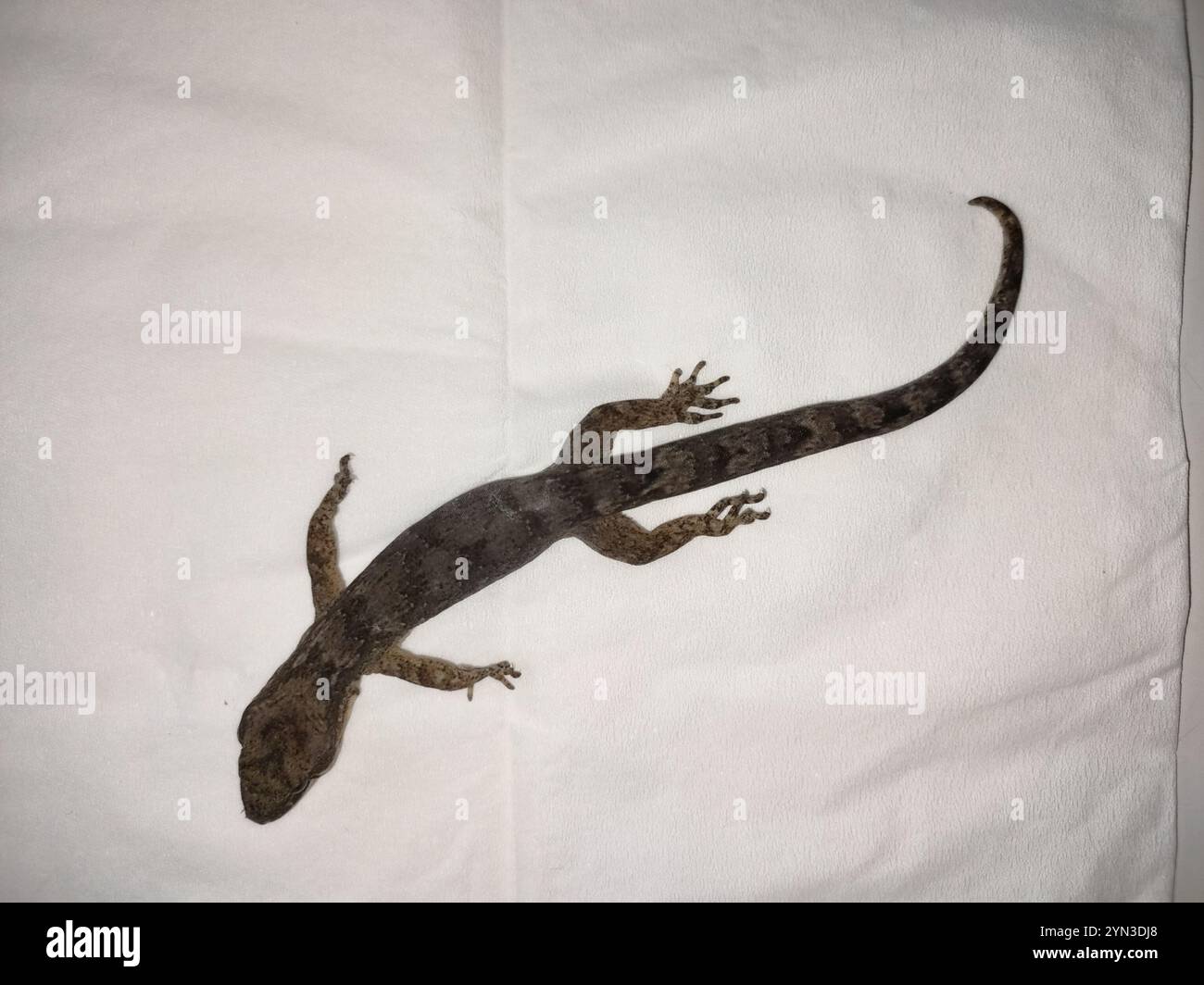 Dactylocnemis hi-res stock photography and images - Alamy