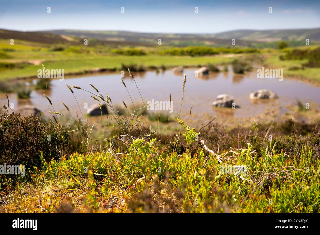 UK, England, Somerset, Quantocks, Over Stowey, Withyman’s (Wilmot’s ...