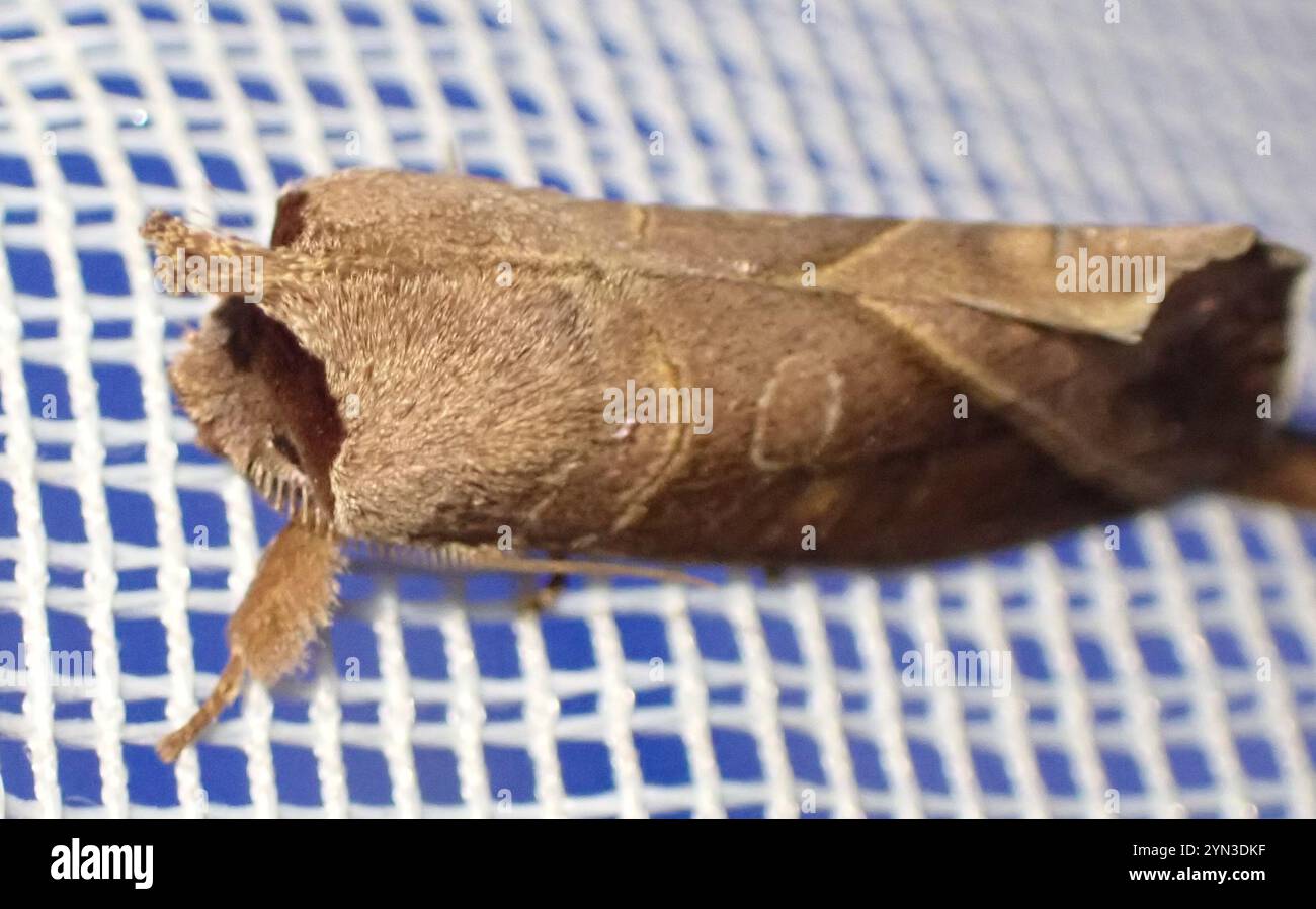 Owlet Moths and Allies (Noctuoidea Stock Photo - Alamy