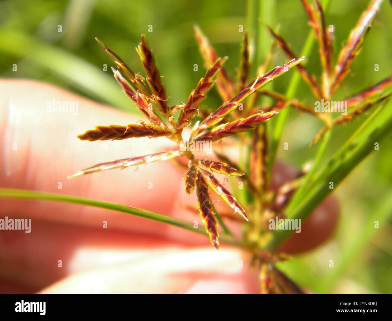 Sweet cyperus cyperus longus hi-res stock photography and images - Alamy