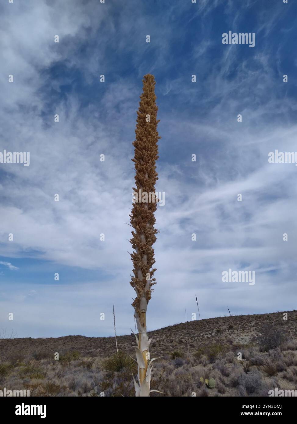 Smooth Sotol (Dasylirion leiophyllum Stock Photo - Alamy