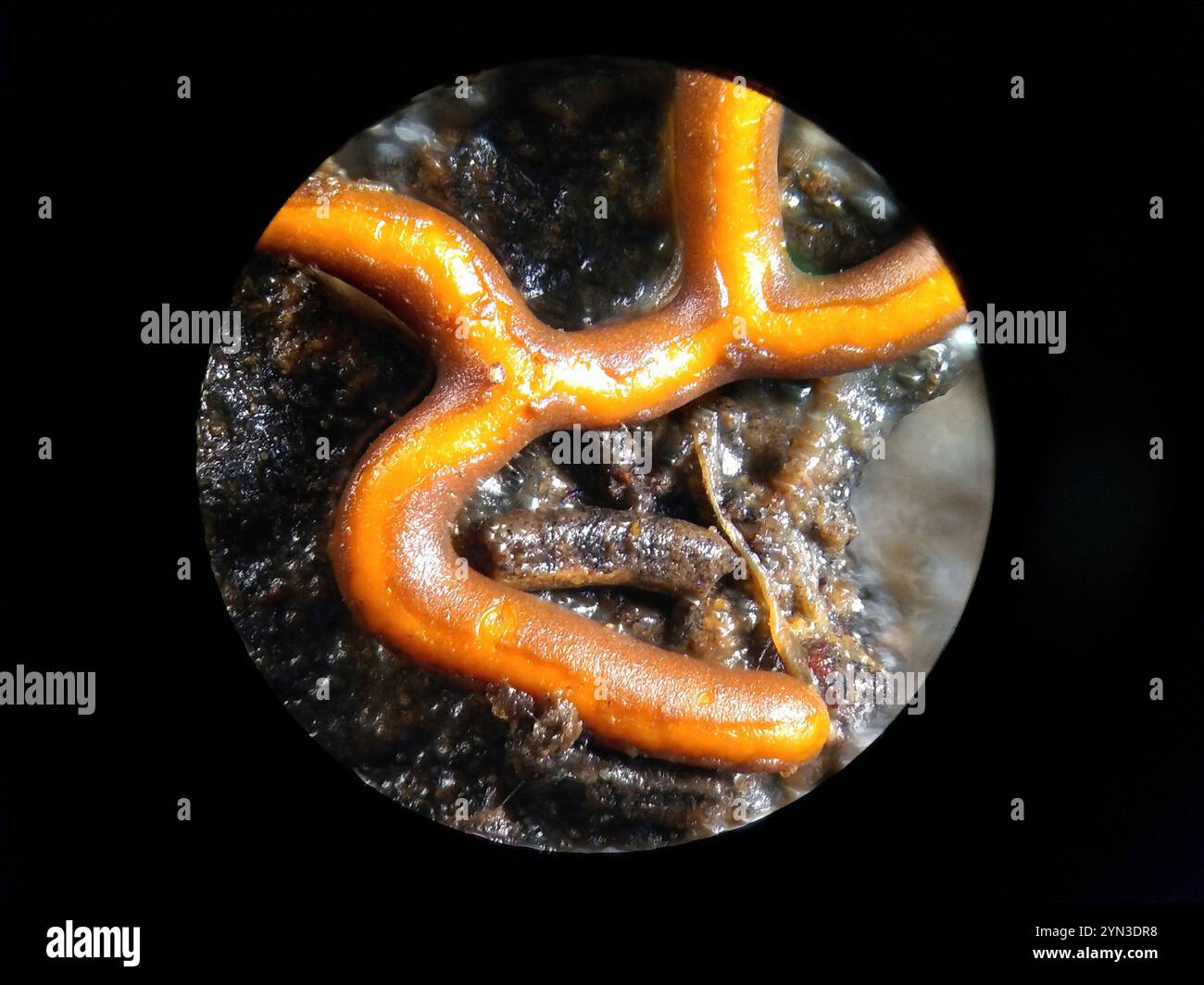 Pretzel slime mold (Hemitrichia serpula Stock Photo - Alamy