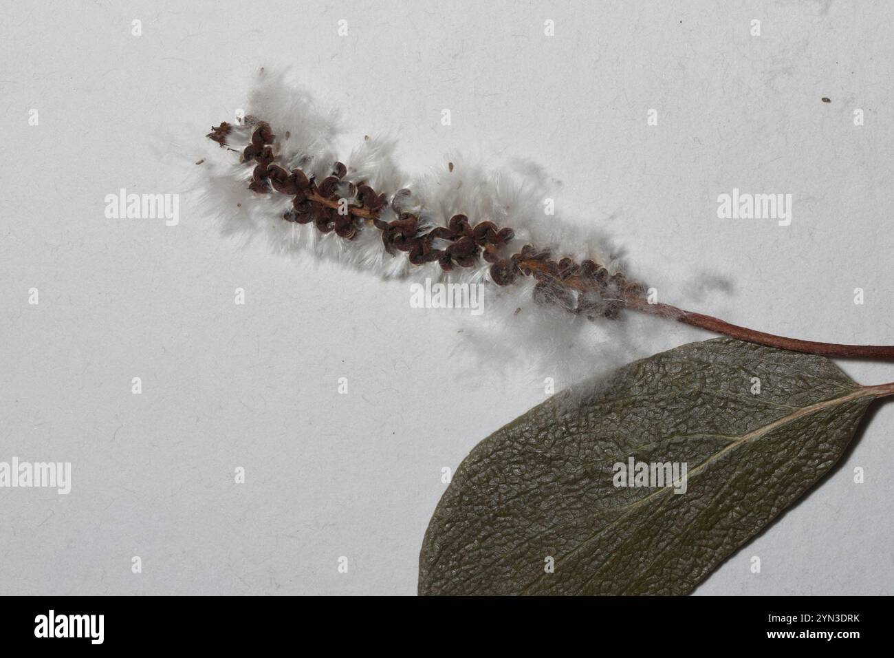 Willow salix reticulata hi-res stock photography and images - Alamy