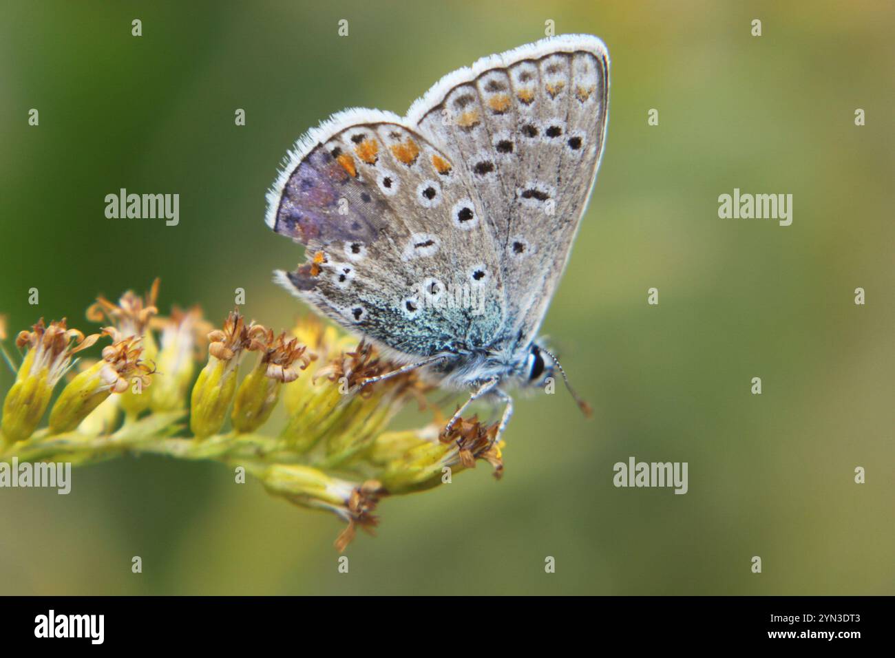 Common Blue (Polyommatus icarus Stock Photo - Alamy