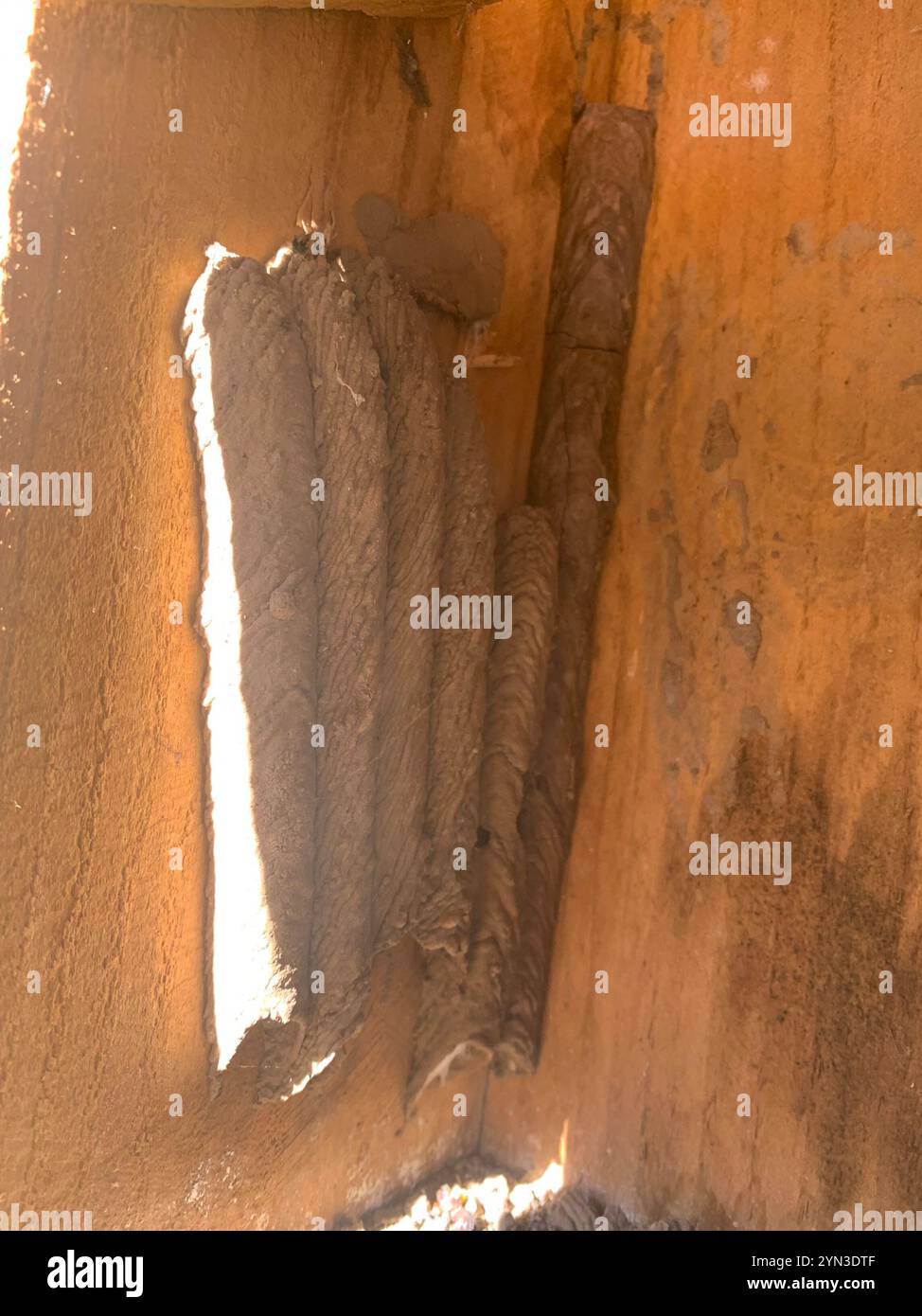 Trypoxylon politum wasp hi-res stock photography and images - Alamy