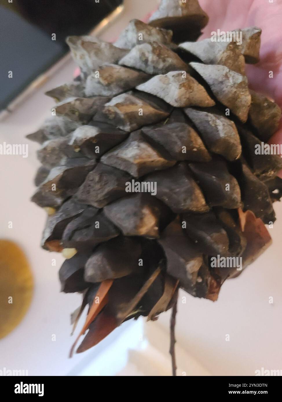 gray pine (Pinus sabiniana Stock Photo - Alamy