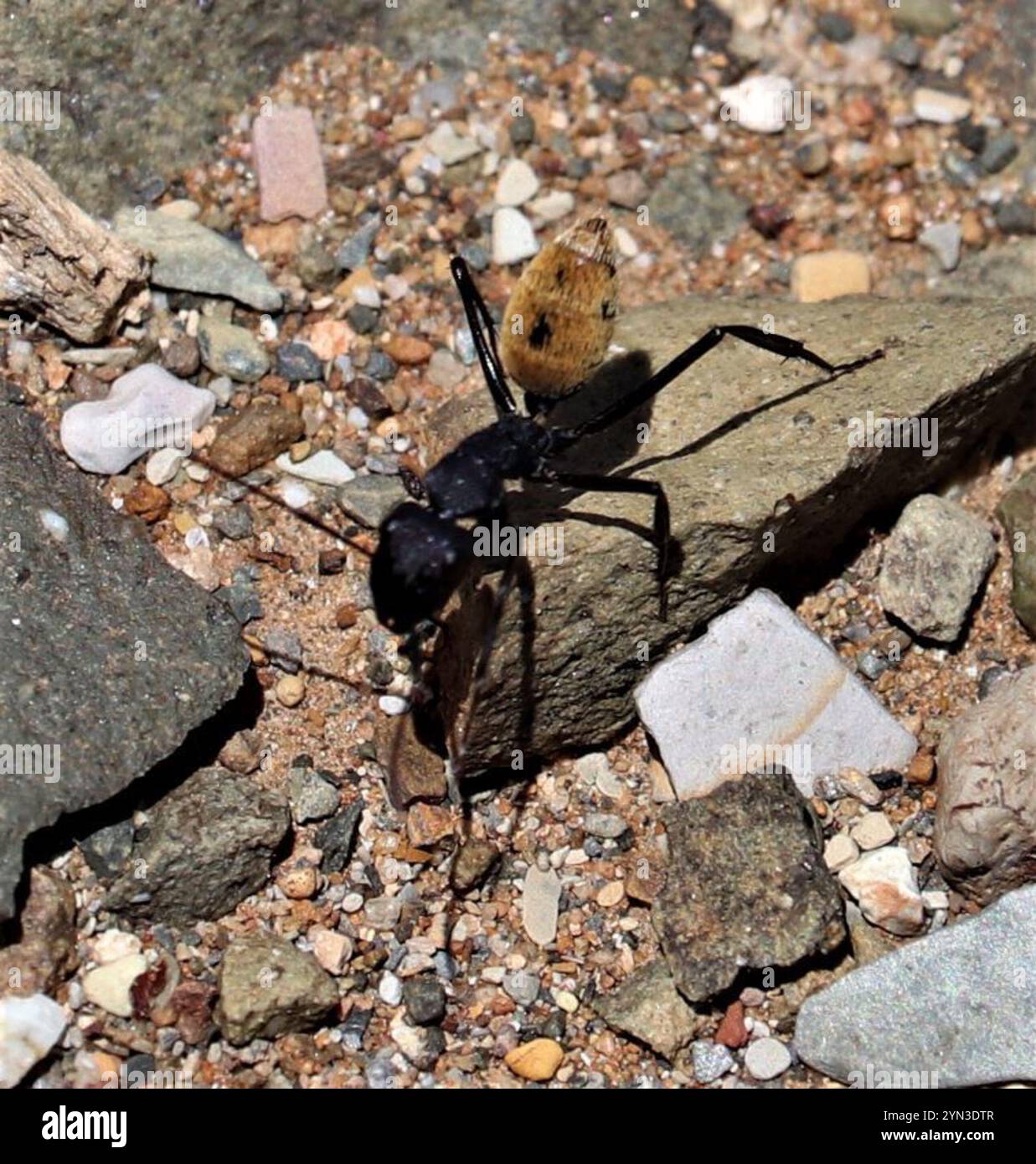 Balbyter ant hi-res stock photography and images - Alamy
