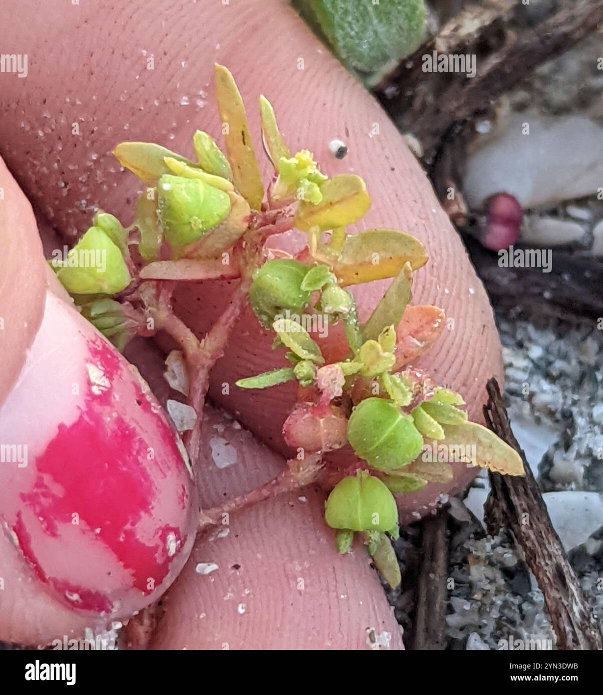Southern Seaside Spurge (Euphorbia bombensis Stock Photo - Alamy