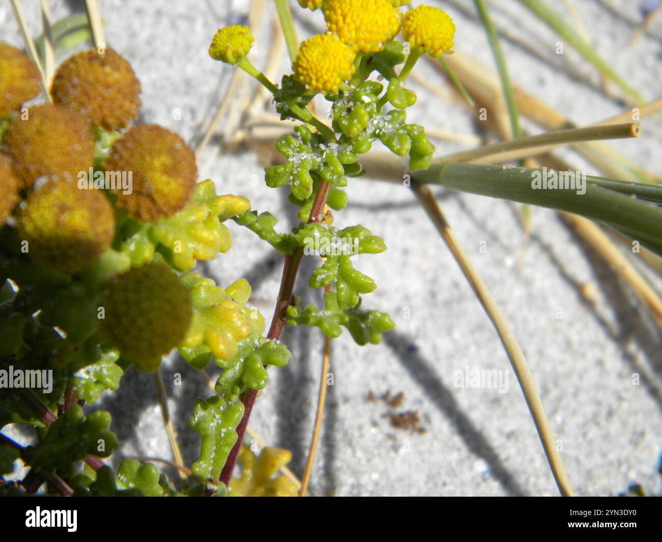 Beach Stinkweed (Oncosiphon sabulosus Stock Photo - Alamy