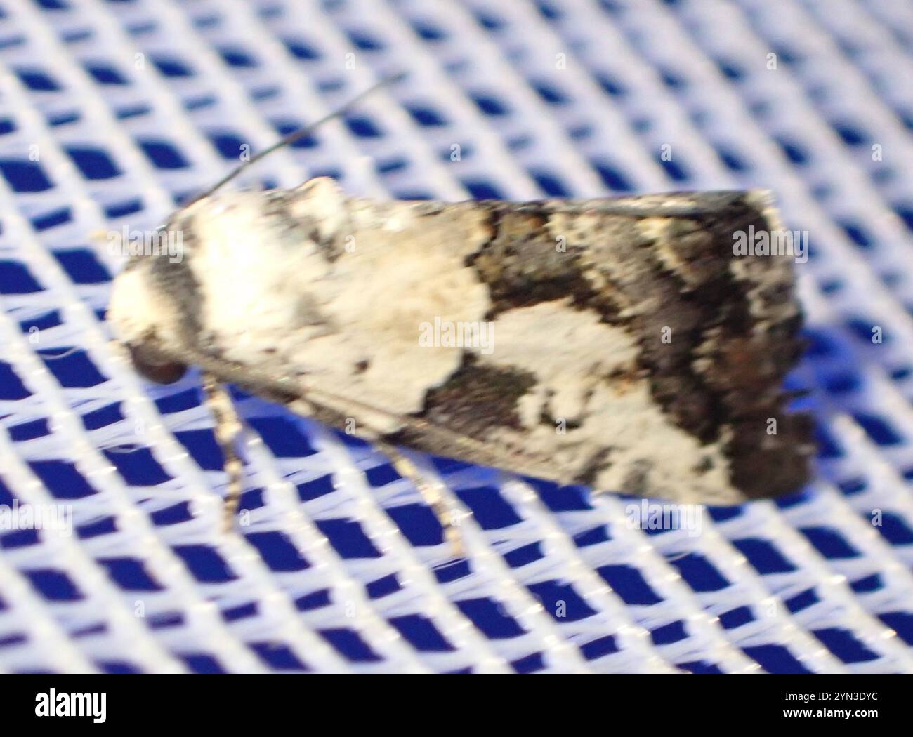 Owlet Moths and Allies (Noctuoidea Stock Photo - Alamy