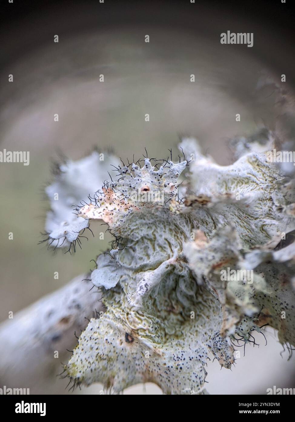 Ruffle Lichens (Parmotrema Stock Photo - Alamy