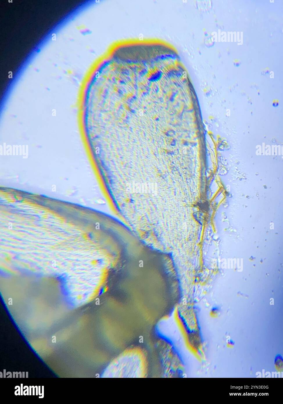 Isopterygium Moss (Isopterygium tenerum Stock Photo - Alamy