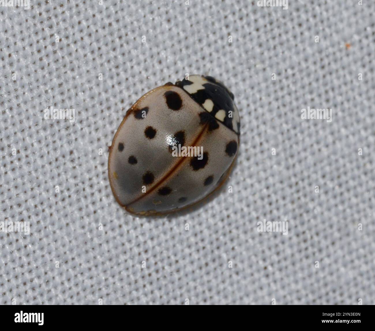 Fifteen-spotted Lady Beetle (Anatis labiculata Stock Photo - Alamy