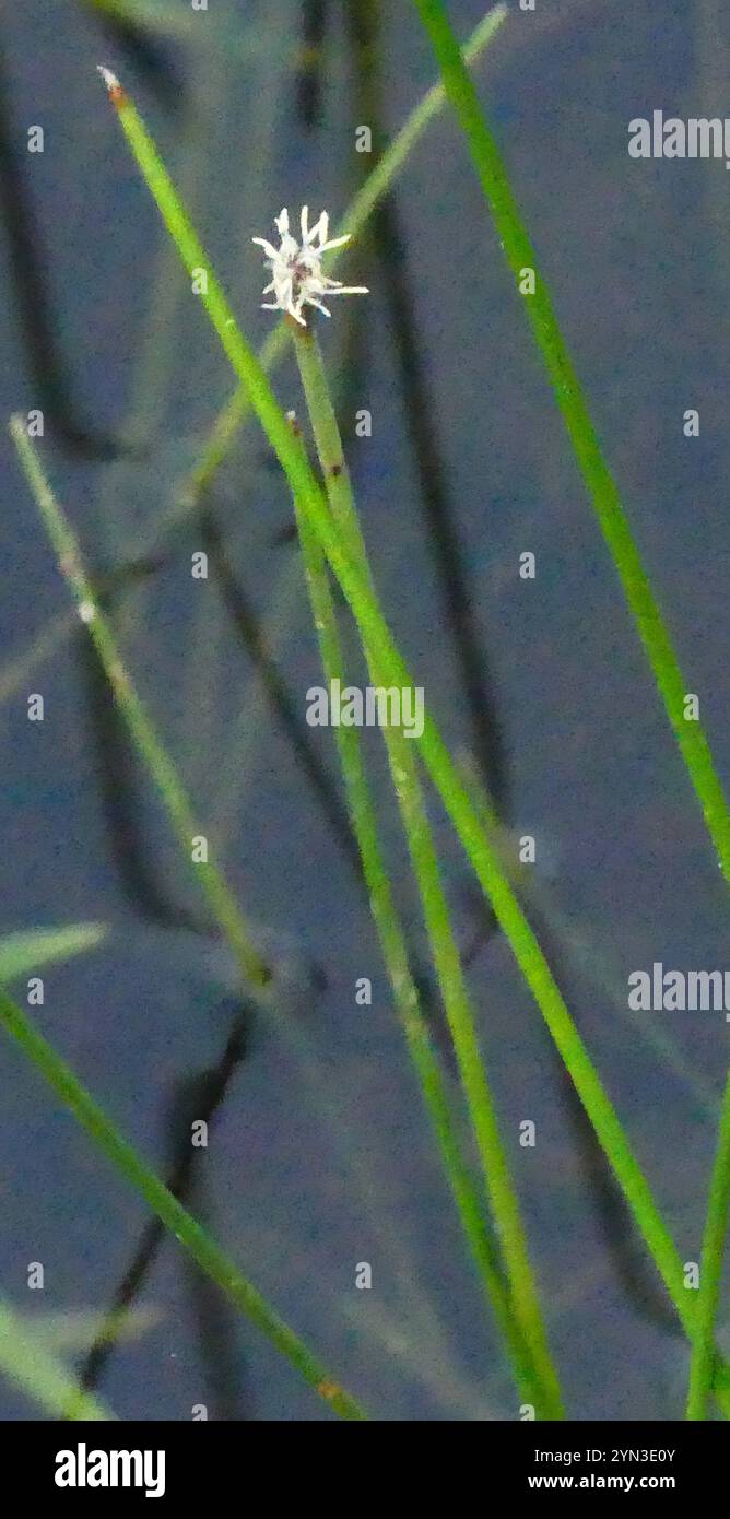 common spikerush (Eleocharis palustris Stock Photo - Alamy