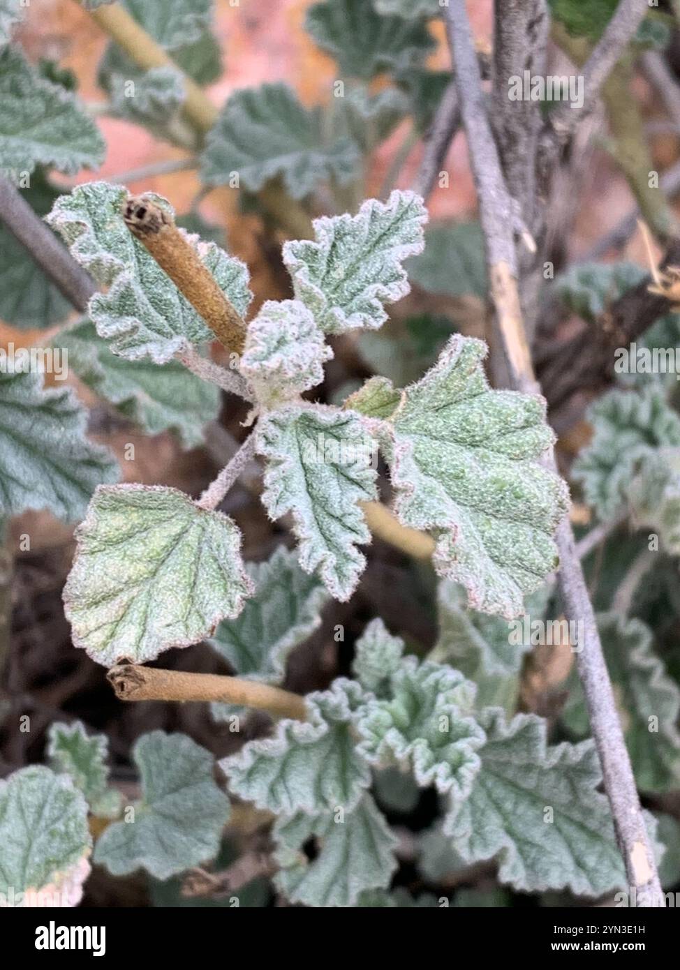 apricot mallow (Sphaeralcea ambigua Stock Photo - Alamy
