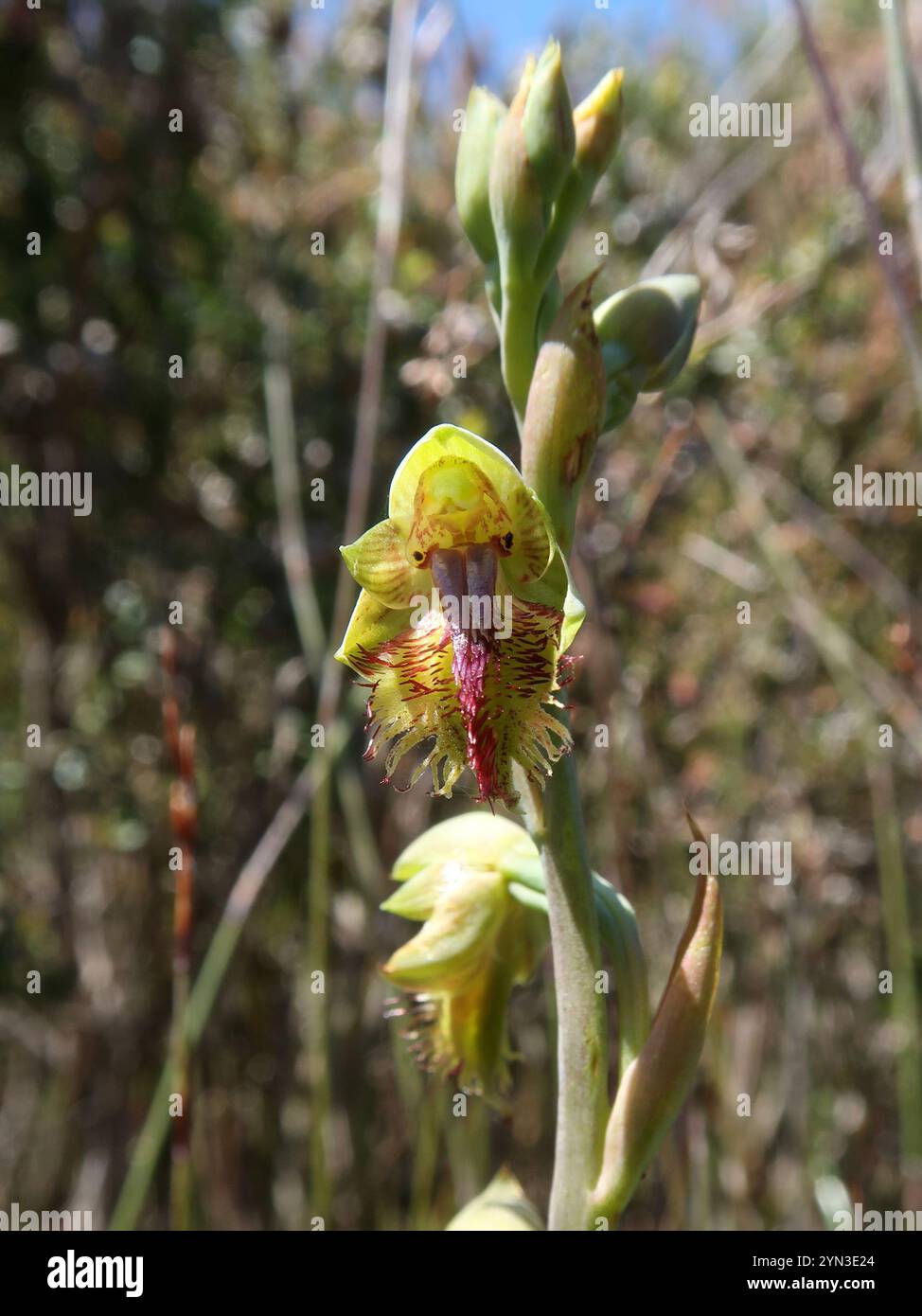 pale beard orchid (Calochilus herbaceus Stock Photo - Alamy