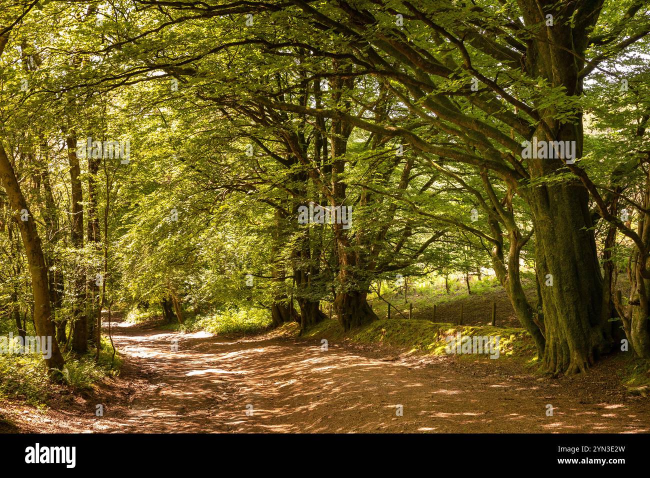 UK, England, Somerset, Quantocks, Triscombe beech tree-lined old road ...