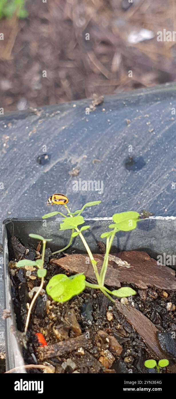 Striped Ladybird (Micraspis frenata Stock Photo - Alamy