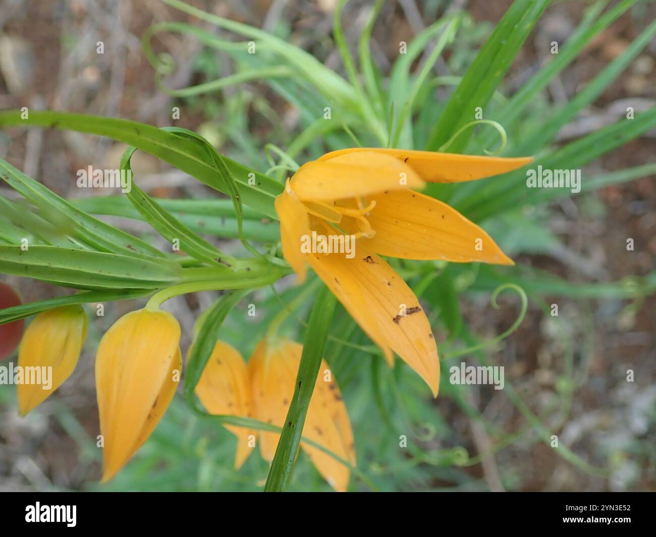 Yellow Flamelily (Gloriosa modesta Stock Photo - Alamy