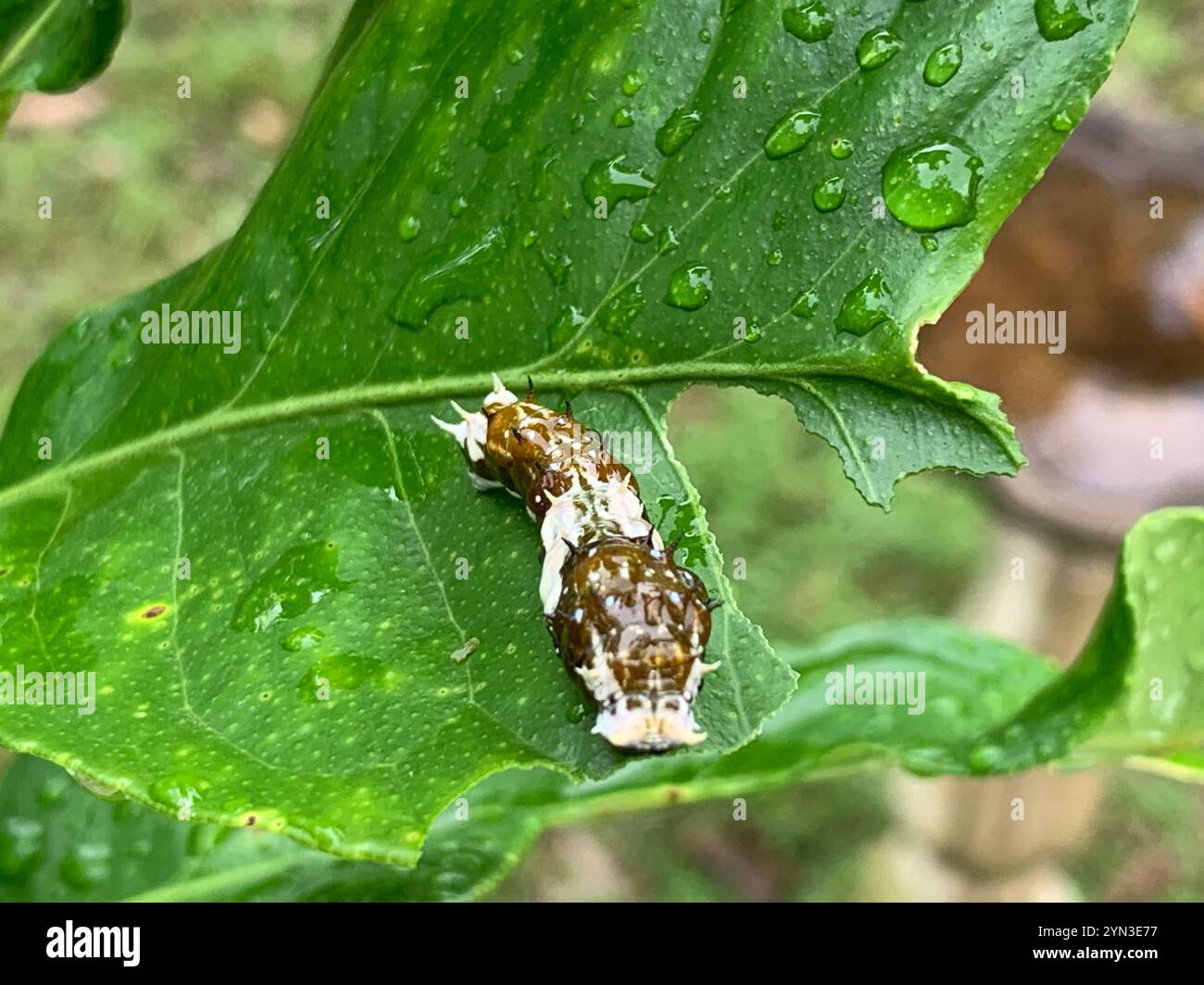 Orchard Swallowtail (Papilio aegeus Stock Photo - Alamy
