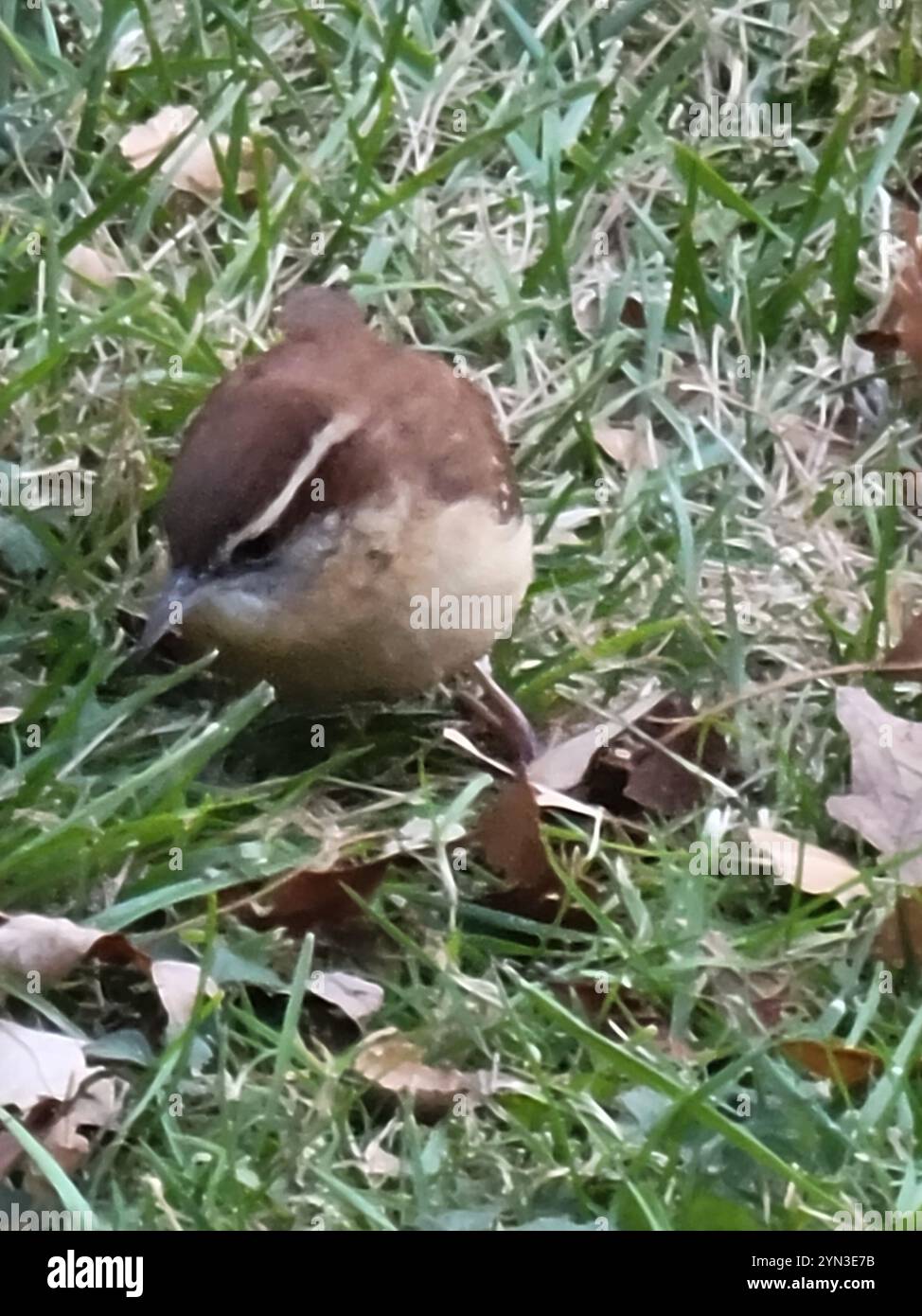 Carolina Wren (Thryothorus ludovicianus Stock Photo - Alamy