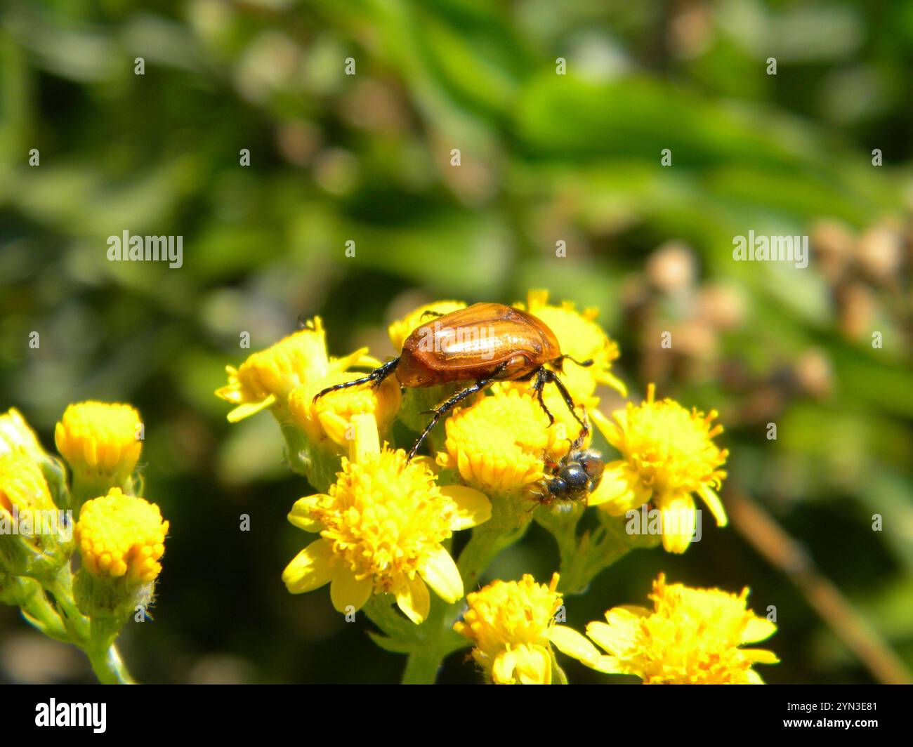 Orange Small Fruit Chafer (Leucocelis rubra Stock Photo - Alamy
