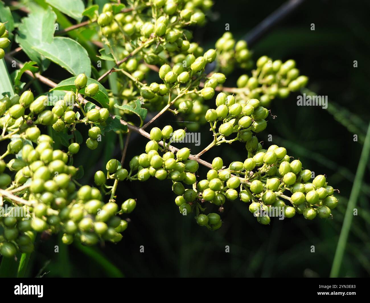 Subcostate Crape Myrtle (Lagerstroemia subcostata Stock Photo - Alamy