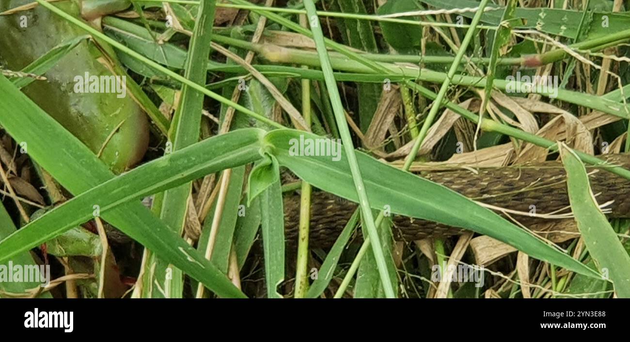 Common keelback (Tropidonophis mairii Stock Photo - Alamy