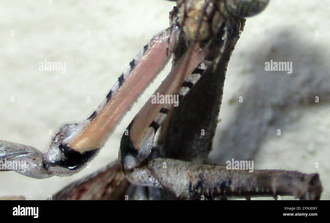 African stick mantis hi-res stock photography and images - Alamy