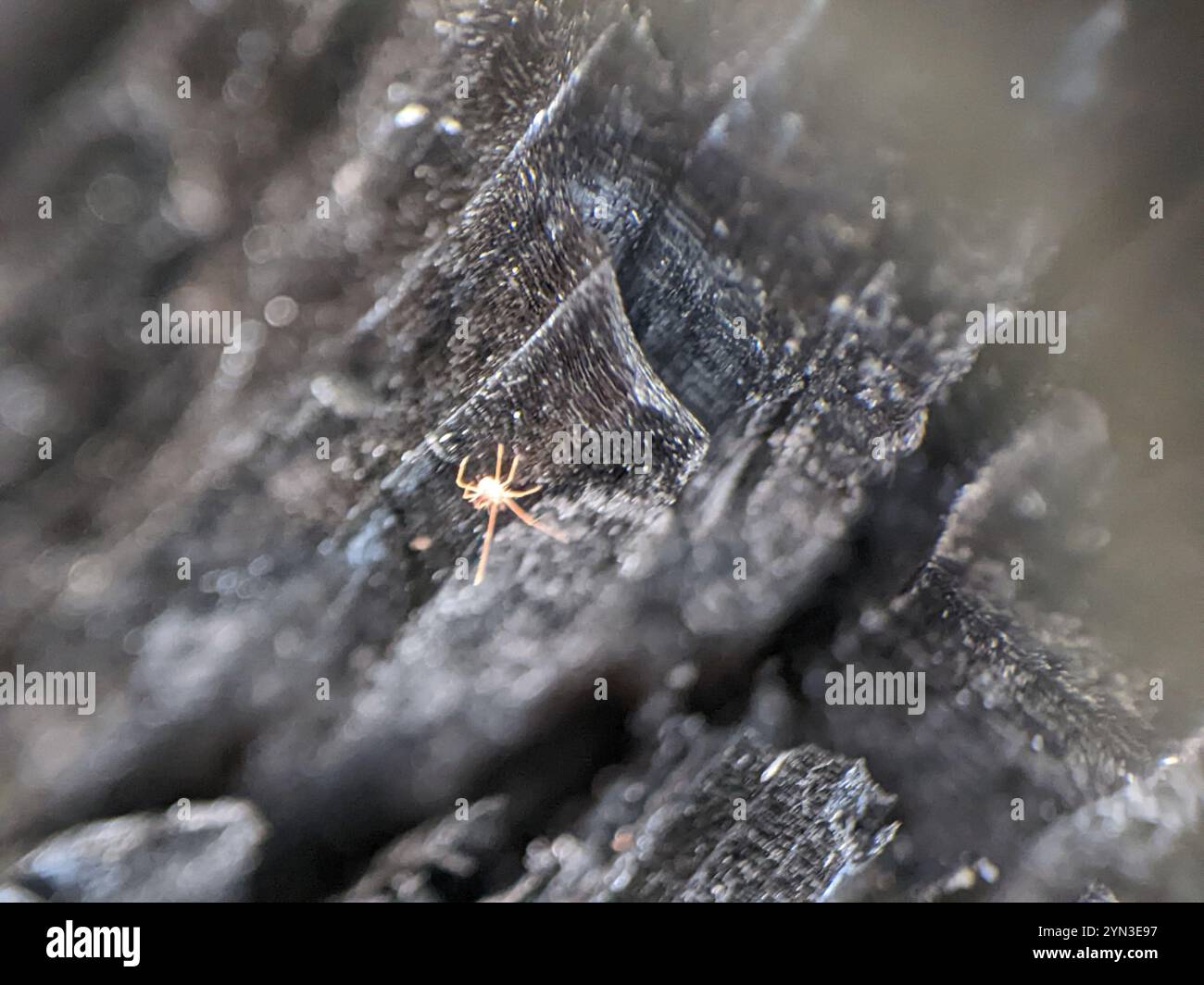 Trombidiform hi-res stock photography and images - Alamy