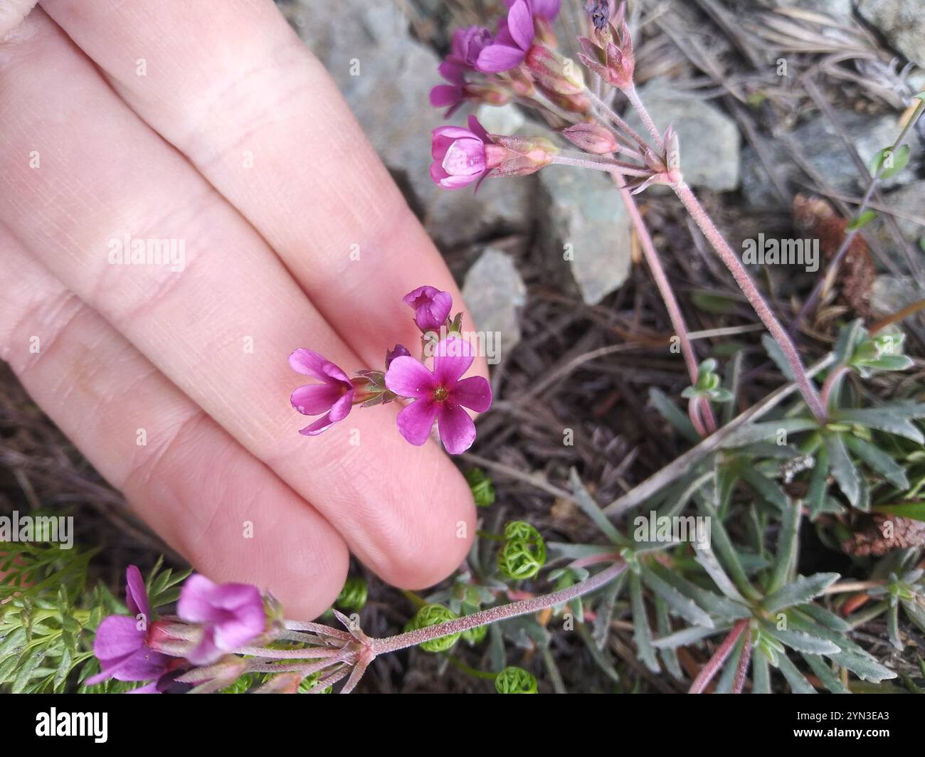 snow dwarf primrose (Androsace nivalis Stock Photo - Alamy