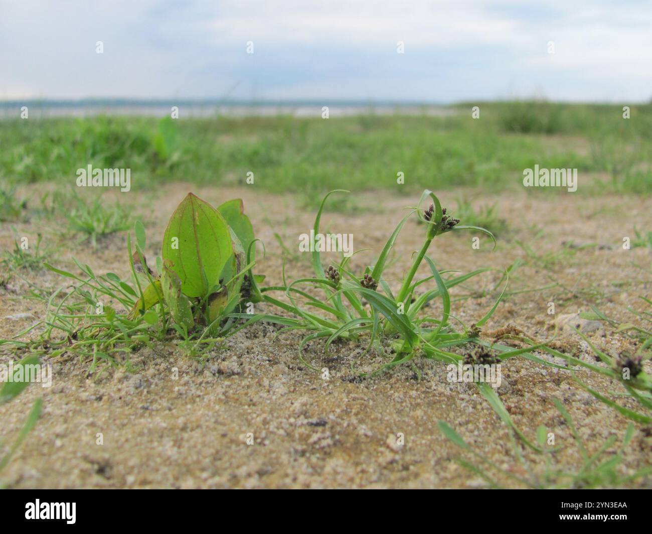 Brown Flatsedge (Cyperus fuscus Stock Photo - Alamy